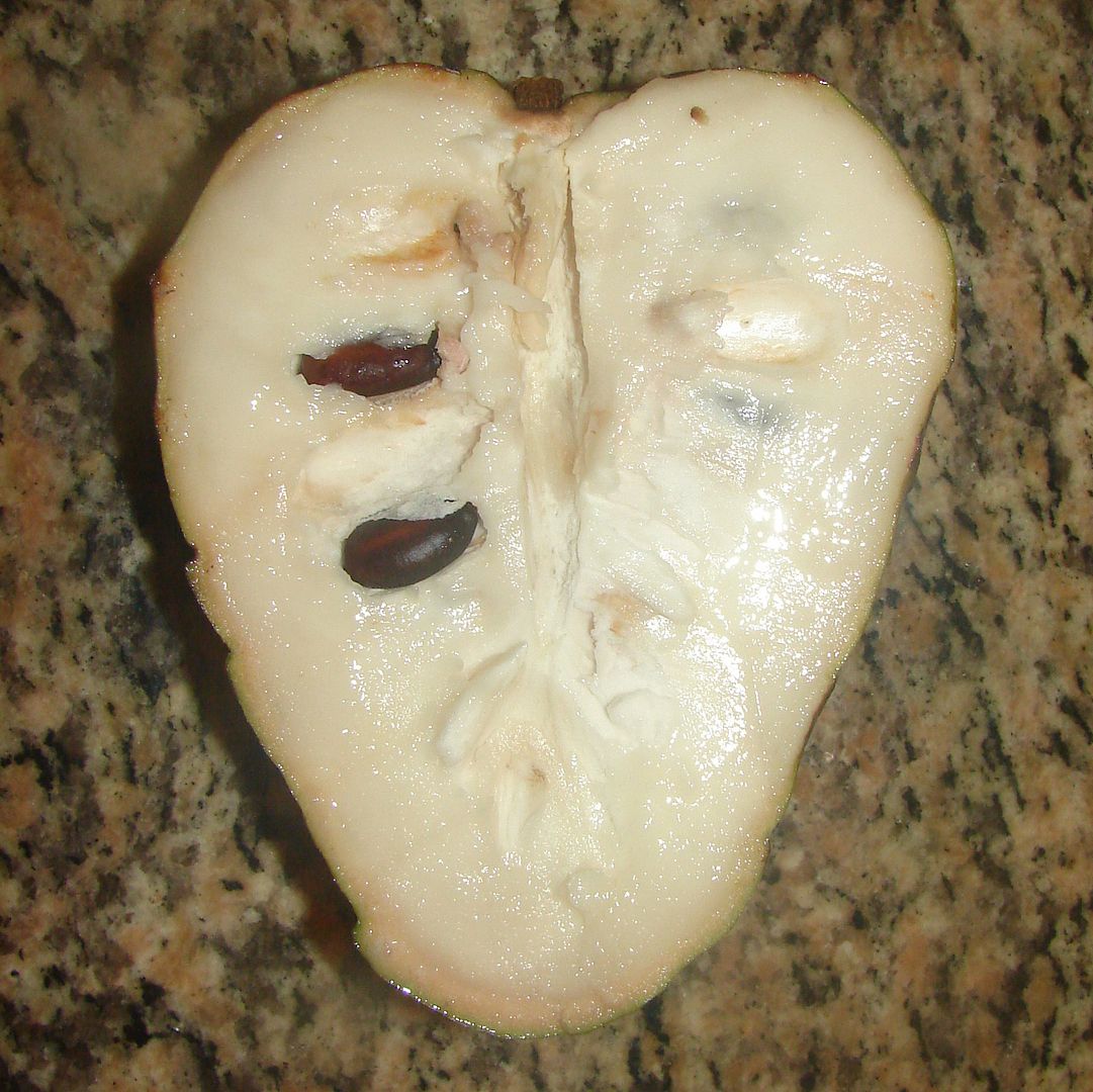 Polynesian Produce Stand : CHERIMOYA Tropical Fruit Seedling Annona ...